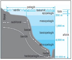 Zona Laut : Jenis dan Macam-Macamnya - IlmuGeografi.com