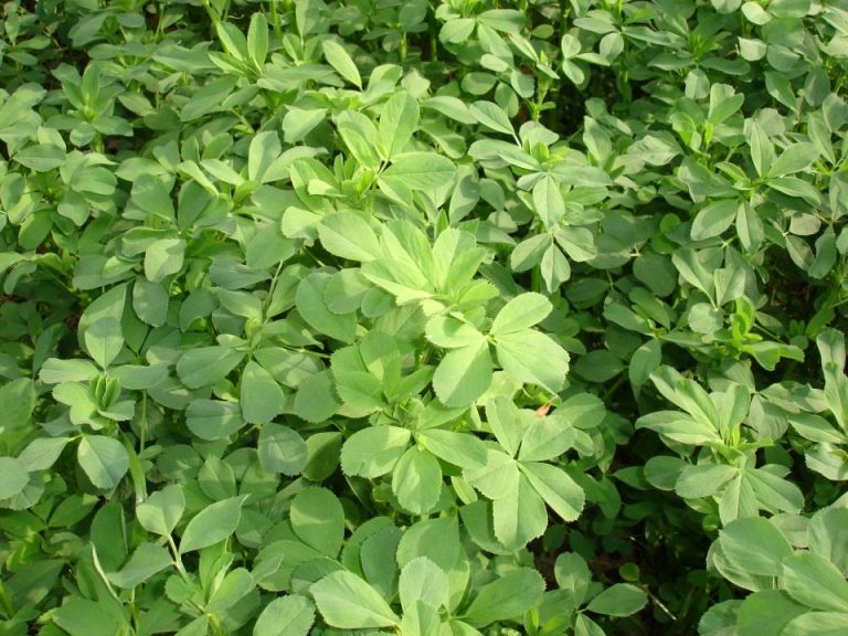 Ketahui 6 Tanaman Yang Dapat Menyuburkan Tanah - IlmuGeografi.com