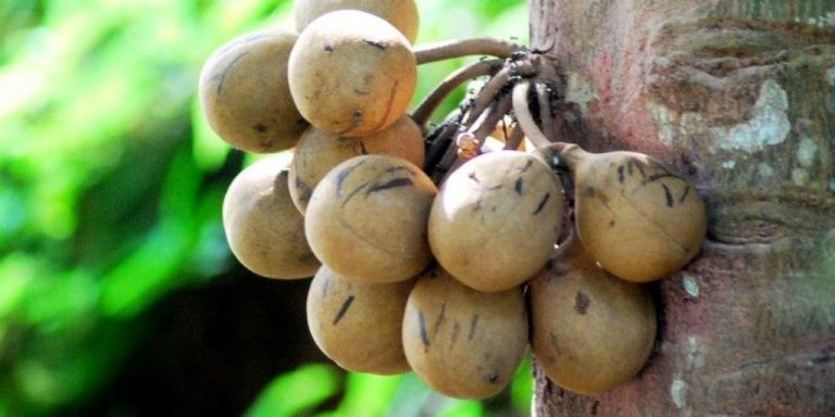 9 Macam Flora Endemik Pulau Jawa, Ada yang Pernah Dinyatakan Punah ...