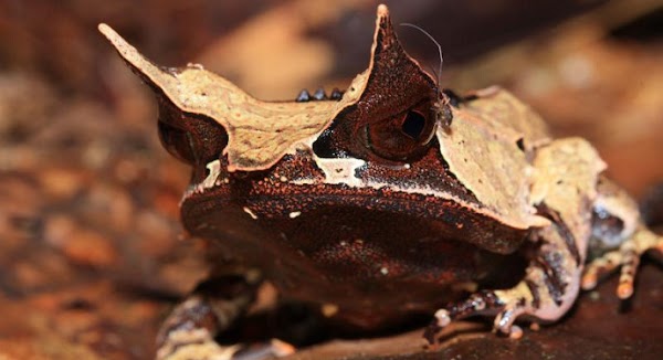 Katak-Tanduk-Hidung-Panjang - IlmuGeografi.com