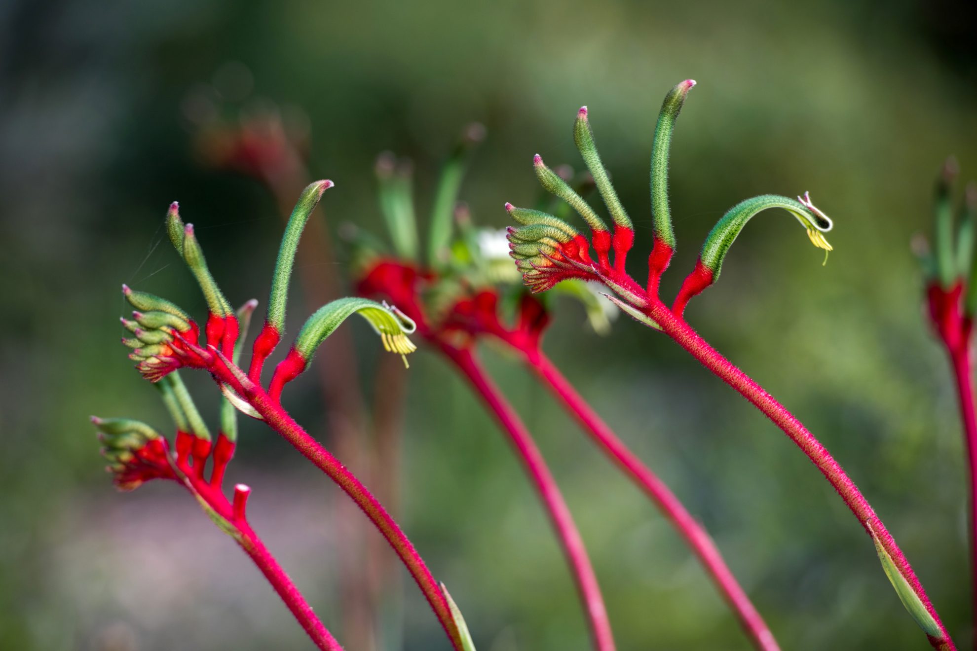 5 Flora Khas Australia yang Perlu Diketahui - IlmuGeografi.com