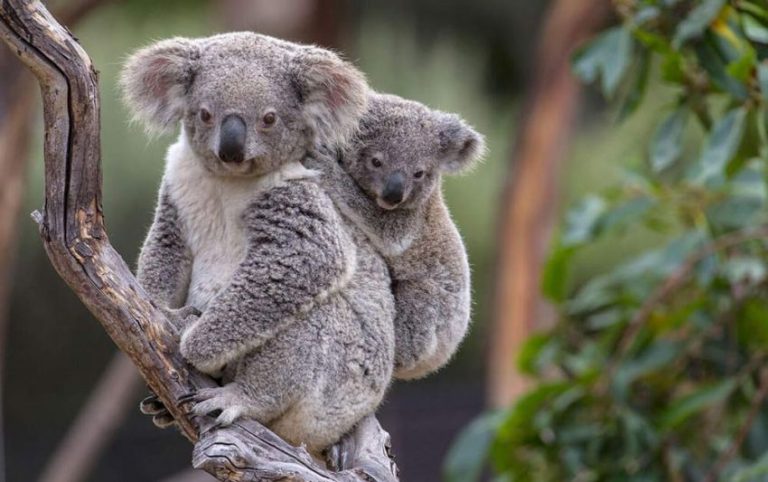 5 Fauna Khas Australia yang Perlu Diketahui - IlmuGeografi.com